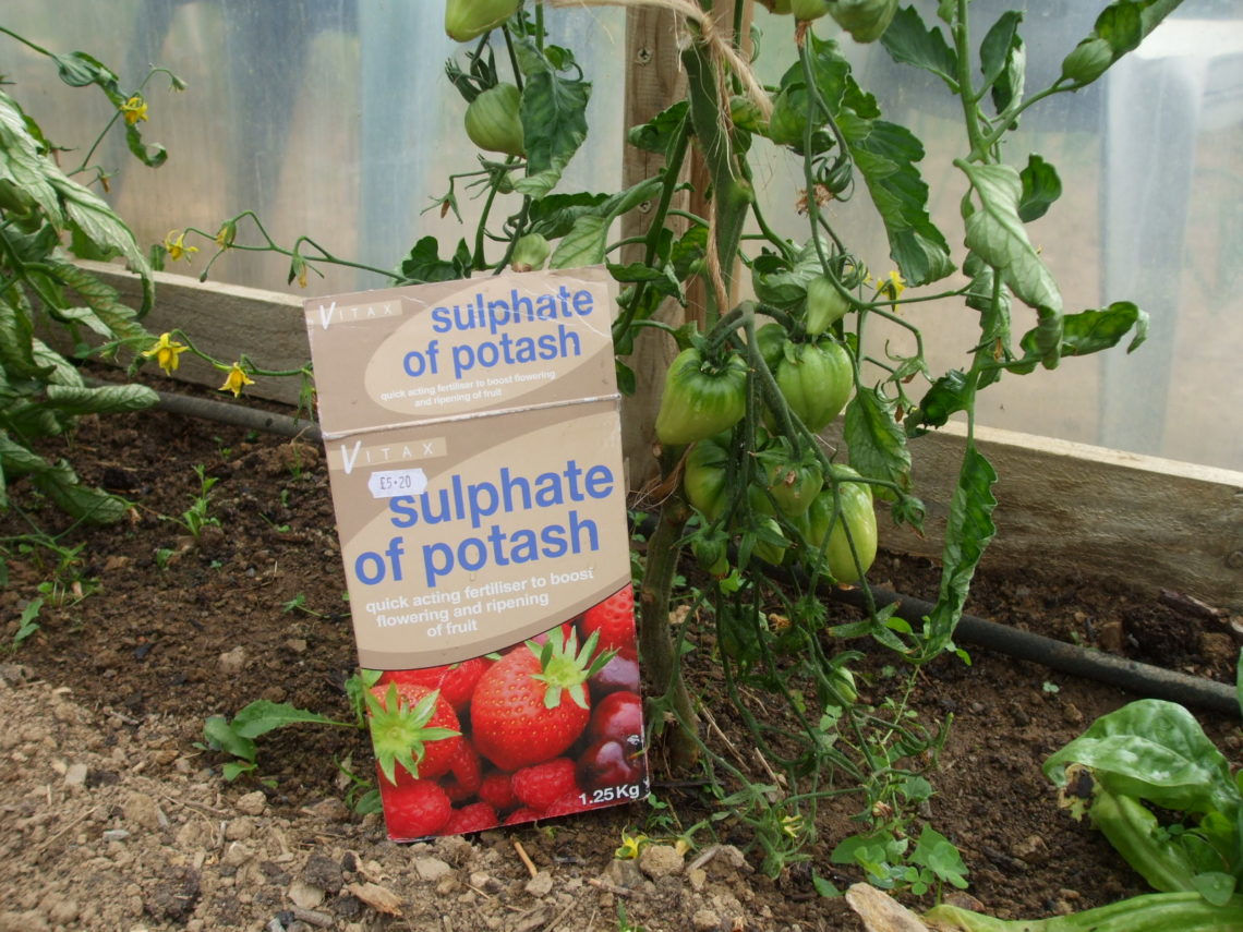How Often Should I Feed My Tomato Plants how-often-should-i-feed-my-tomato-plants